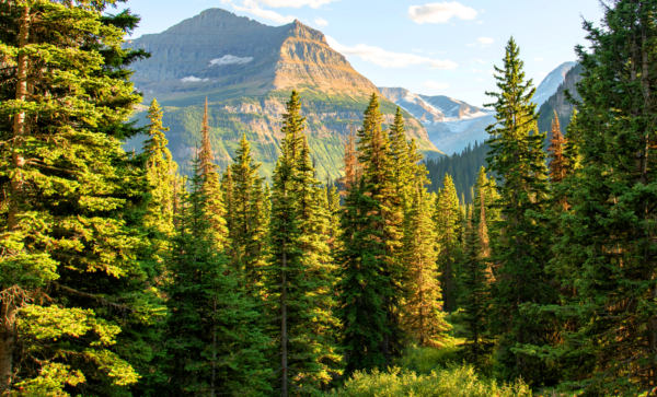 Radiata Pines Edge Glued Panels Solid | Its Wood Moulding & Milwork A 1